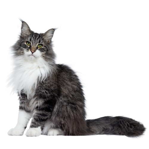 Kassitoit ja maiused Fera.ee