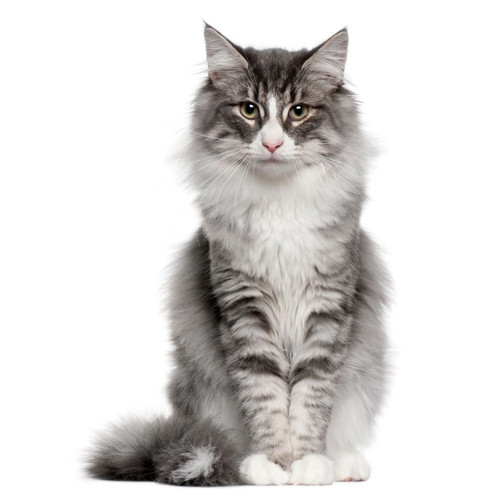 Kassitoit ja maiused Fera.ee